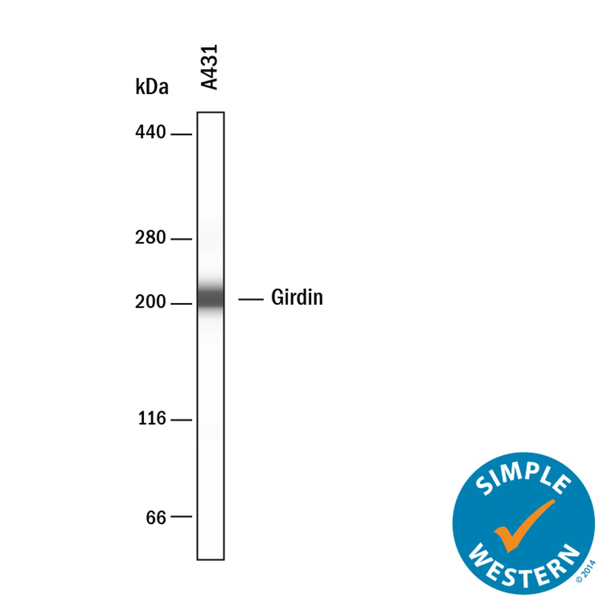 Human Girdin Antibody (AF5345) | Bio-Techne