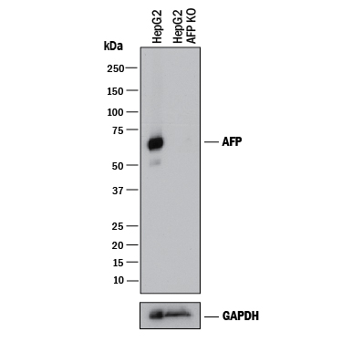Human/Mouse alpha-Fetoprotein/AFP Antibody (MAB1368) | Bio-Techne