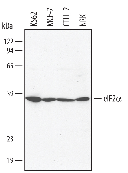Human eIF2 alpha Antibody (AF3997) | Bio-Techne