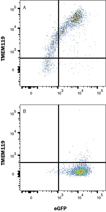 Human TMEM119 Antibody (MAB103131) | Bio-Techne
