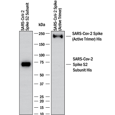SARS-CoV-2 Spike S2 Subunit Antibody (MAB10557) | Bio-Techne