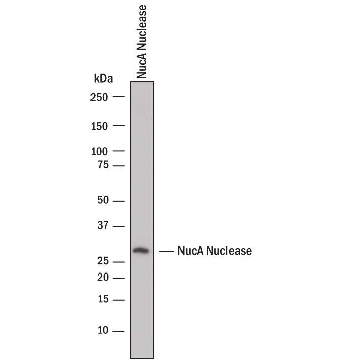 NucA nuclease Antibody (MAB10912) | Bio-Techne