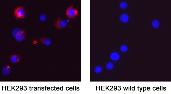 HCoV-NL63 Human Coronavirus Spike RBD Antibody (MAB11023) | Bio-Techne