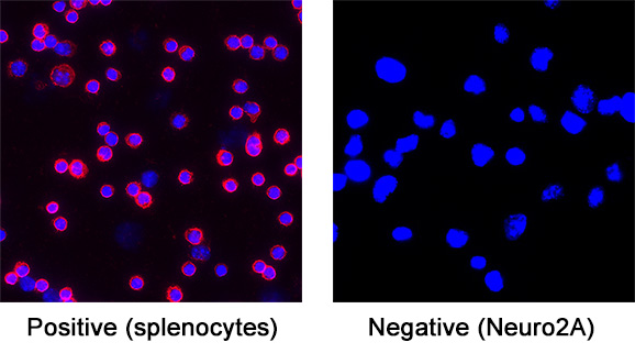 Mouse CD45 Antibody (MAB114) | Bio-Techne