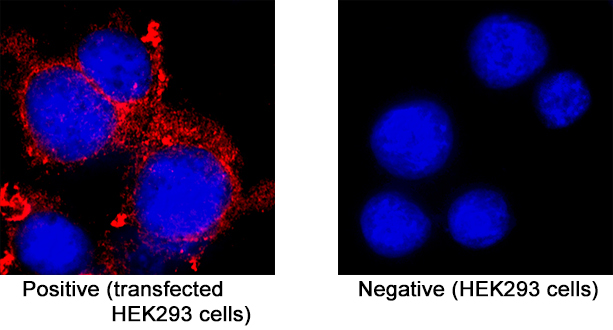 SARS-CoV-2 Spike RBD Antibody (MAB12504) | Bio-Techne