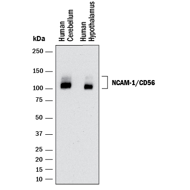 Human NCAM‑1/CD56 Antibody (MAB24081) | Bio-Techne
