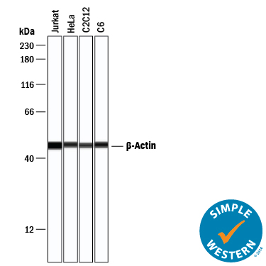 Human/Mouse/Rat beta‑Actin Antibody (MAB8929) | Bio-Techne