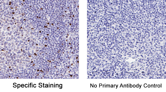 Rabbit IgG Horseradish Peroxidase-conjugated Antibody (HAF008) | Bio-Techne