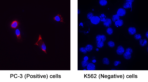 Human RANK/TNFRSF11A Antibody (MAB6832) | Bio-Techne