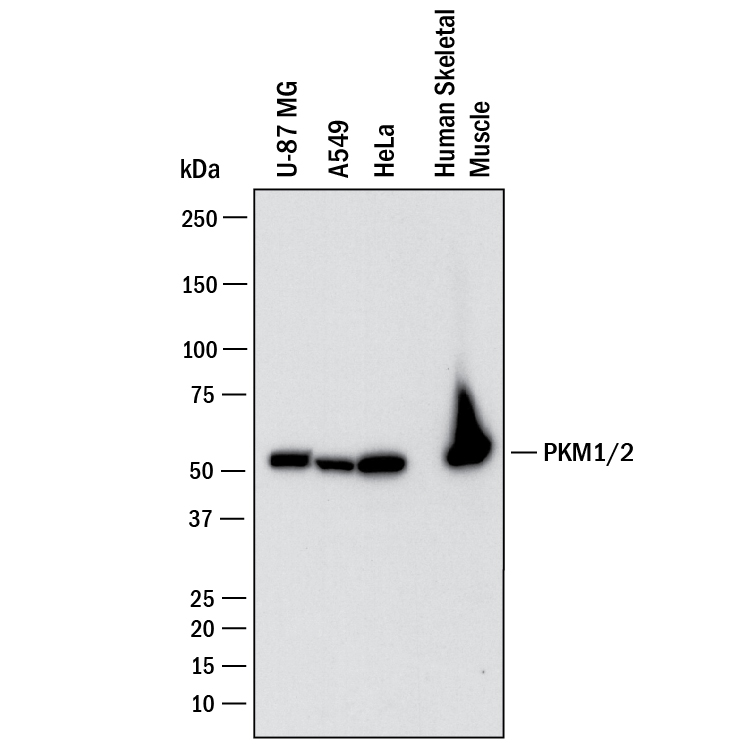 Human/Rat PKM1/2 Antibody (MAB7244) | Bio-Techne